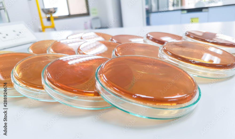 Agar Ss Salmonella Shigella