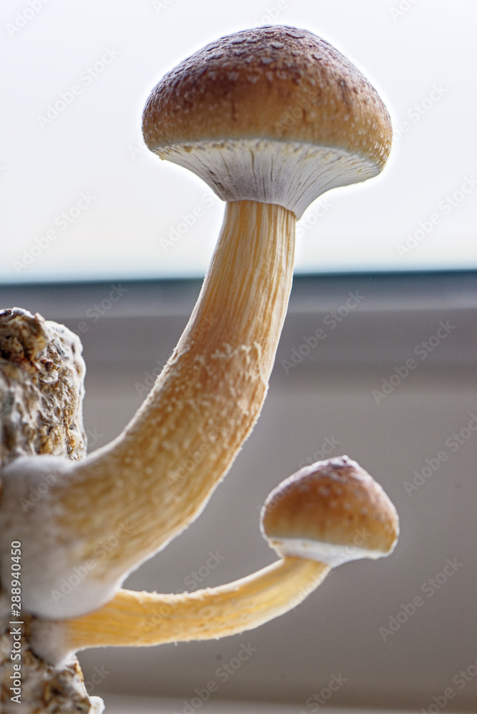 Ecuador magic mushroom - Ecuadorian Psilocybe Cubensis Stock Photo ...