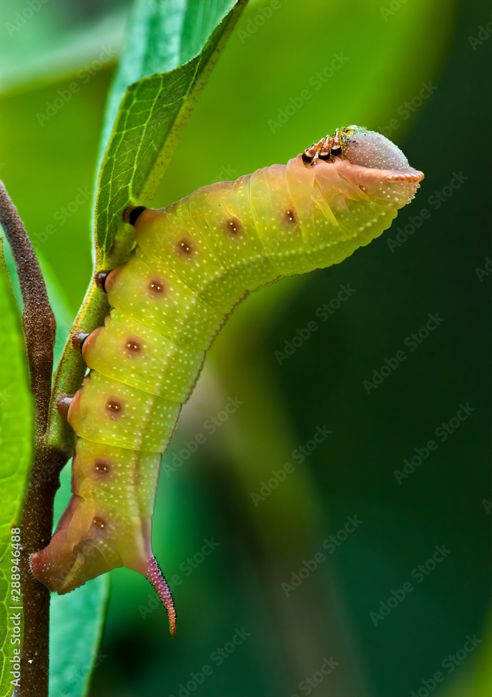 Hummingbird clearwing moth caterpillar, or larva, resting while feeding ...