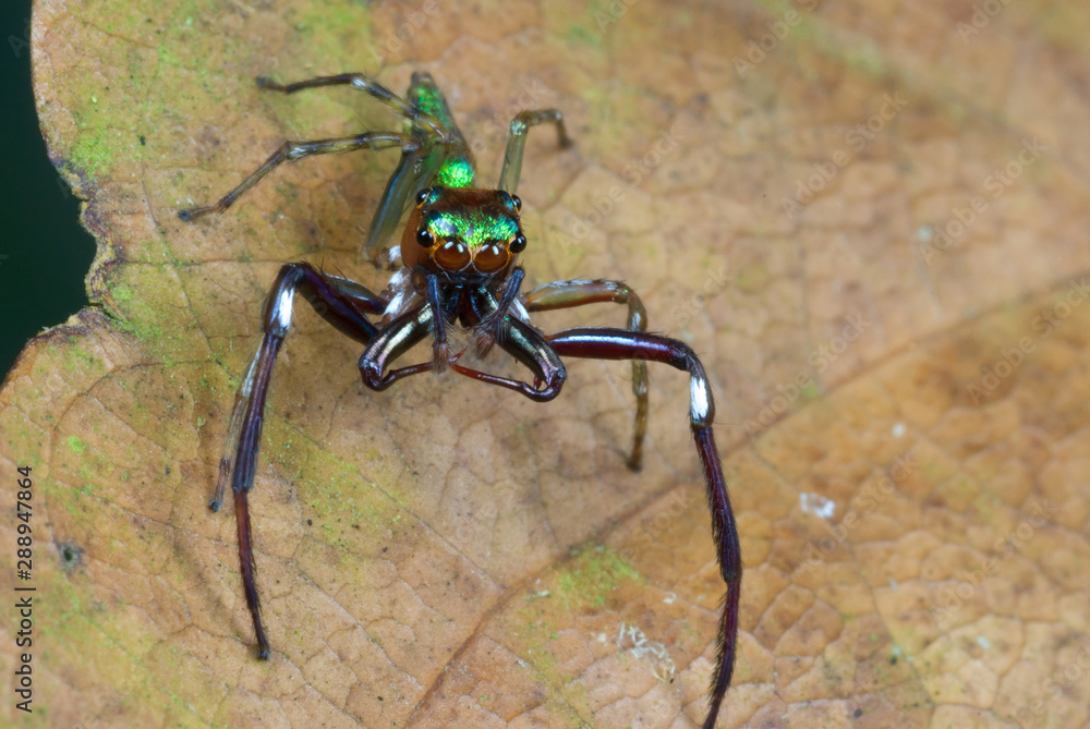 Jumping spider (species undetermined) stalking prey on dead leaf in ...