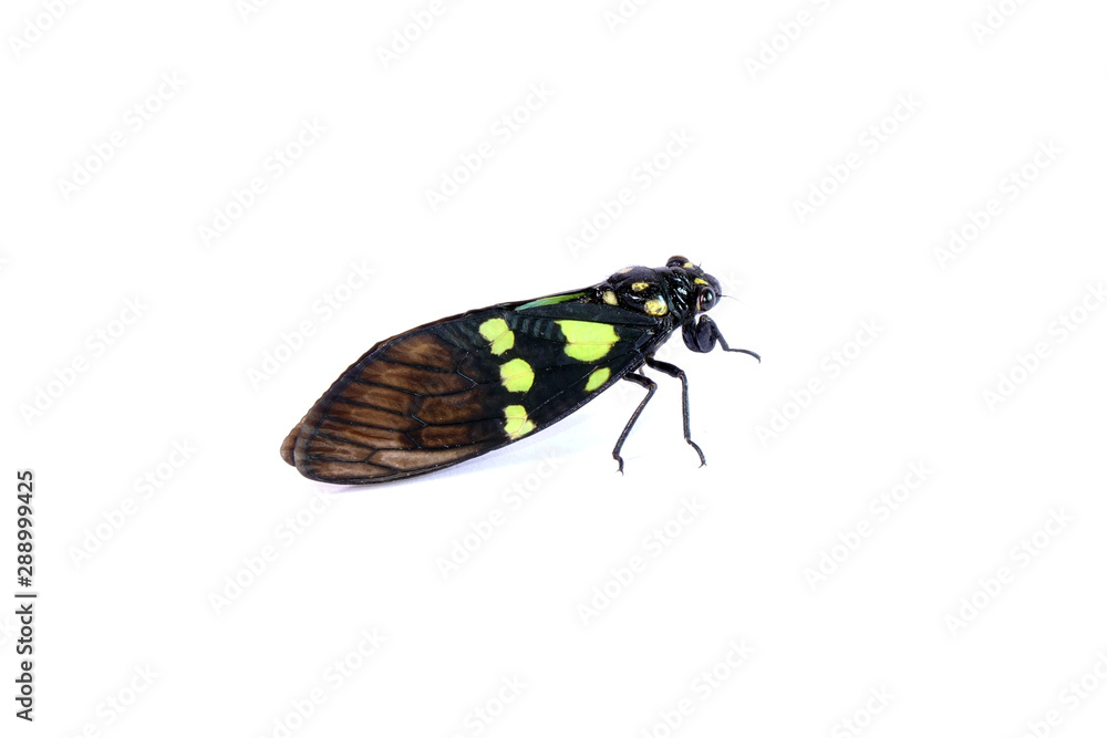 Cicada isolated. Green and blue color butterfly-wings cicada (Gaeana ...
