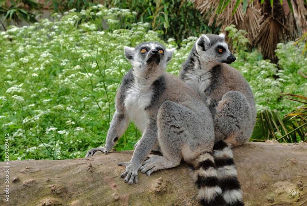 Ring tailed lemurs in the National Park in the island of Madagascar ...