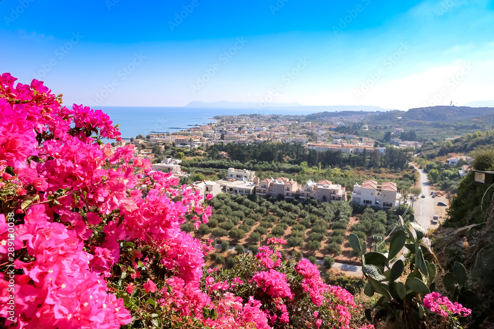 Bougainvillea is a tropical plant genus in the carnation order of the ...