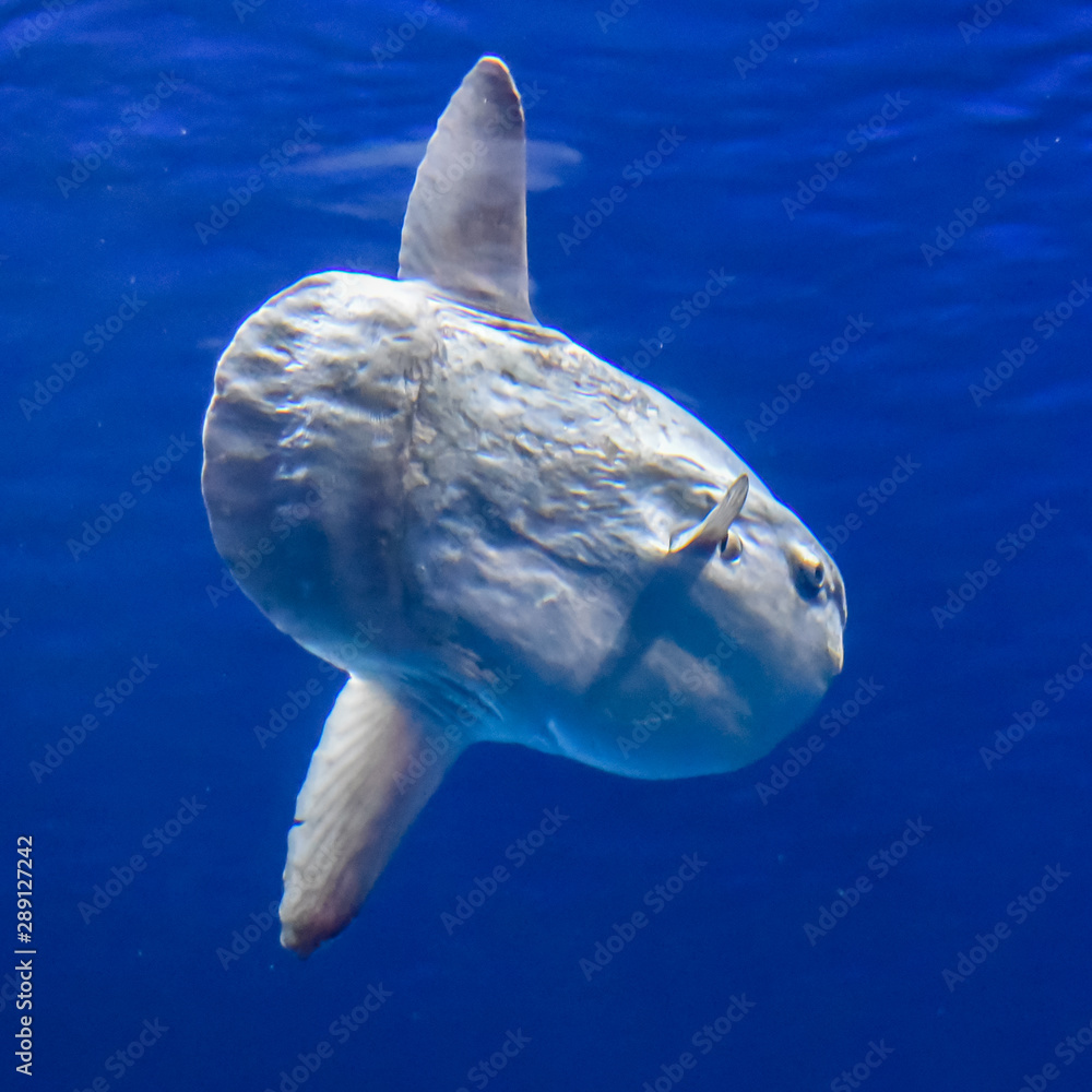 The ocean sunfish (Mola mola) is the largest bony fish in the world ...
