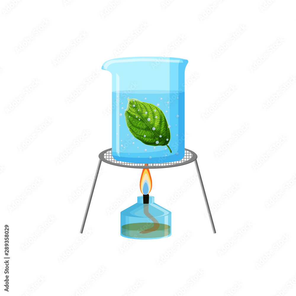 School laboratory experiment of boiling green leaf in water. Starch or ...