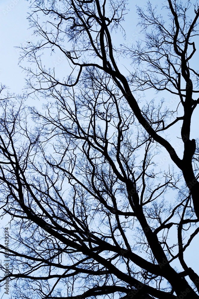 Tree branches without leaves against blue sky. Natural environmental ...