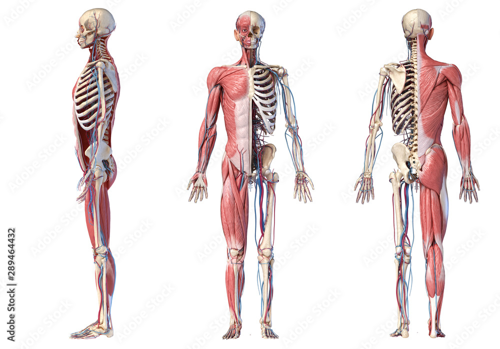 3d Illustration Of Human Full Body Skeleton With Muscles Veins And
