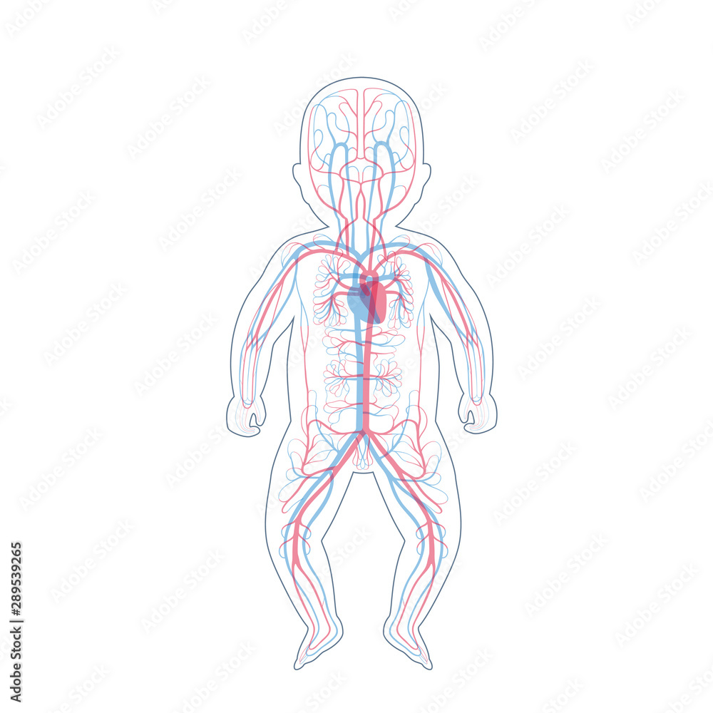 circulatory system anatomy Stock Vector | Adobe Stock