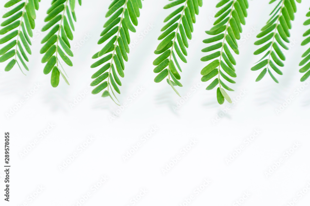 Ramas y hojas de flamboyan,acacia,con espacios en blanco Stock Photo ...