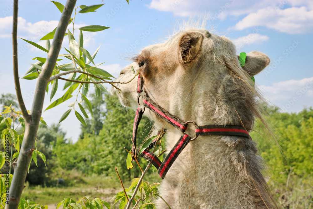 Photo Stock A young camel eating leaves from tree branches and ...