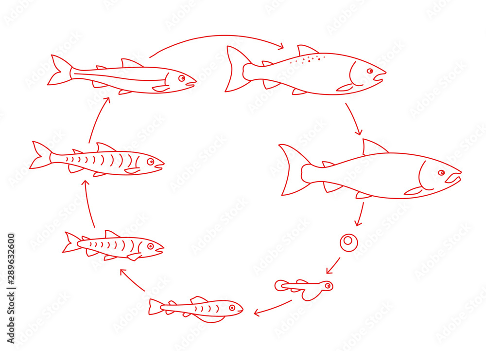 Round stages of salmon fish growth set. From parr to adult sockeye fish ...