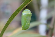Chrysalis Free Stock Photo - Public Domain Pictures