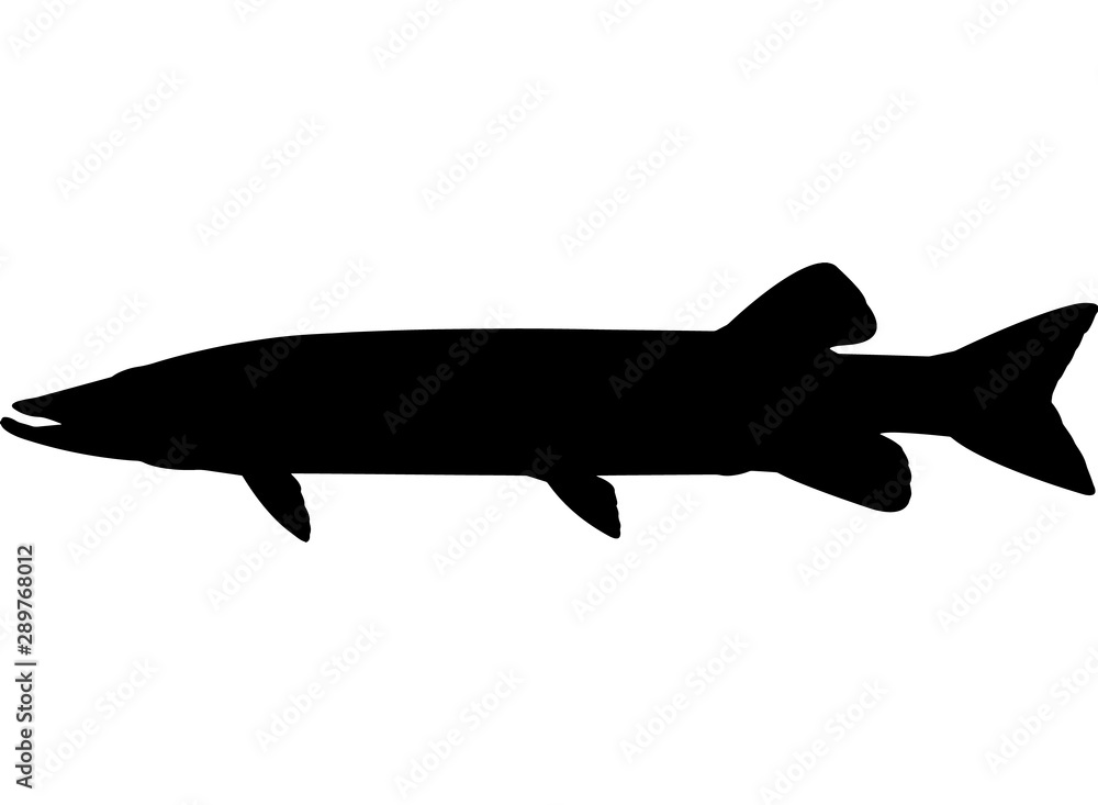 Muskellunge Fish Silhouette Vector Stock Vector | Adobe Stock