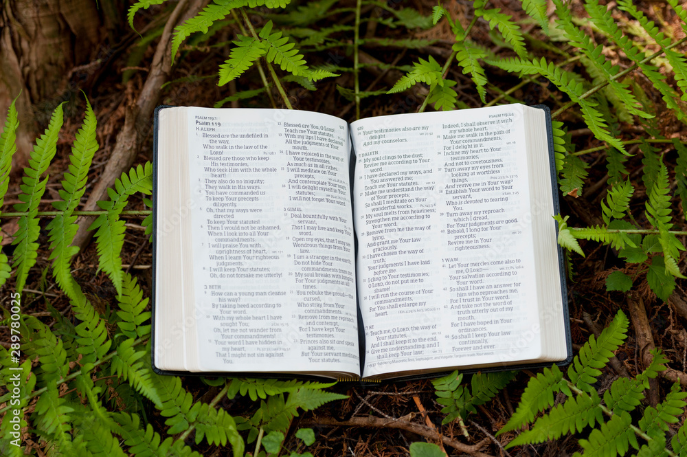 Holy Bible (Word of GOD) opened in Psalm 119 outdoors in green foliage ...