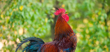 Isolated Crowing Rooster Free Stock Photo - Public Domain Pictures