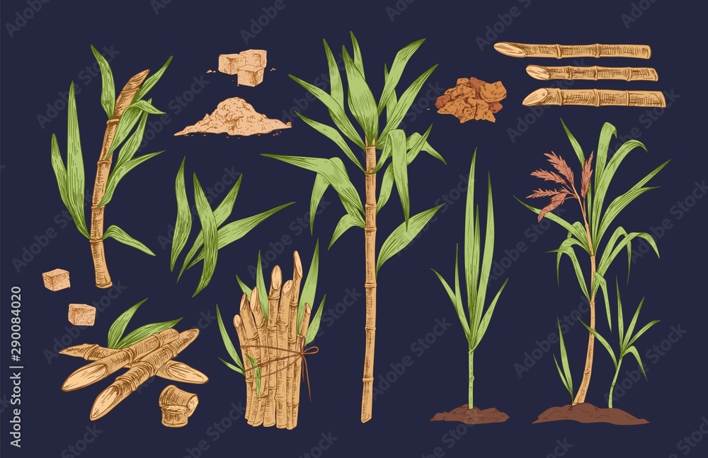 Hand drawn vector collection of sugar cane sprigs, stalks and leaves ...