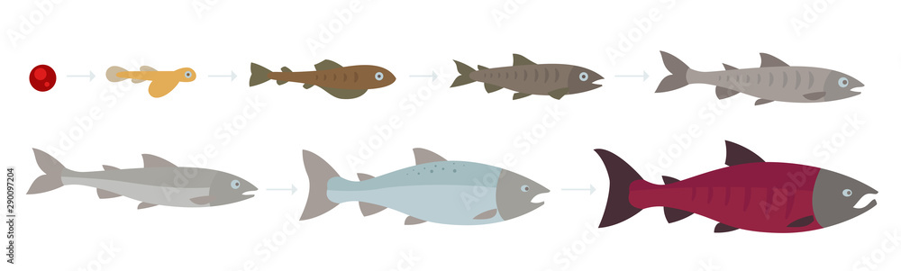 Life cycle of the Atlantic Salmon. Stages of salmon fish growth set ...