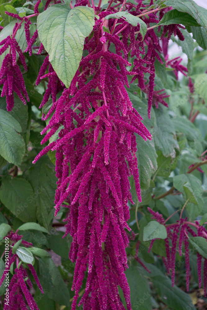 Amaranth bush. Amaranth is grown as leafy vegetables, cereals and ...