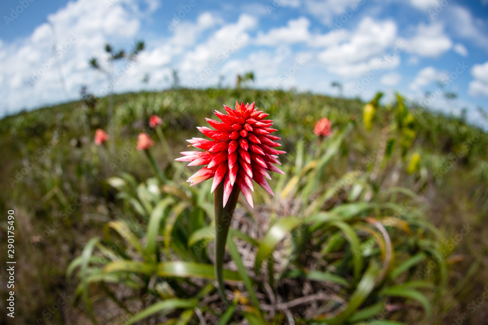Foto de Stock Flor de inirida, tipica flor de las tierras de las ...
