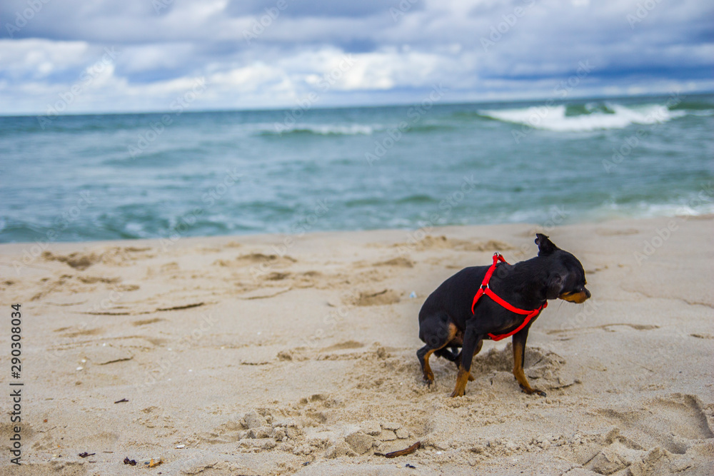 Foto Piesek pinczer miniaturowy ratlerek na plaży nad morzem do Stock ...