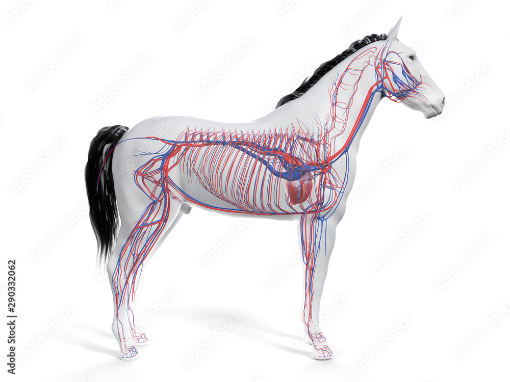 3d rendered anatomy of the equine anatomy - the vascular system Stock ...