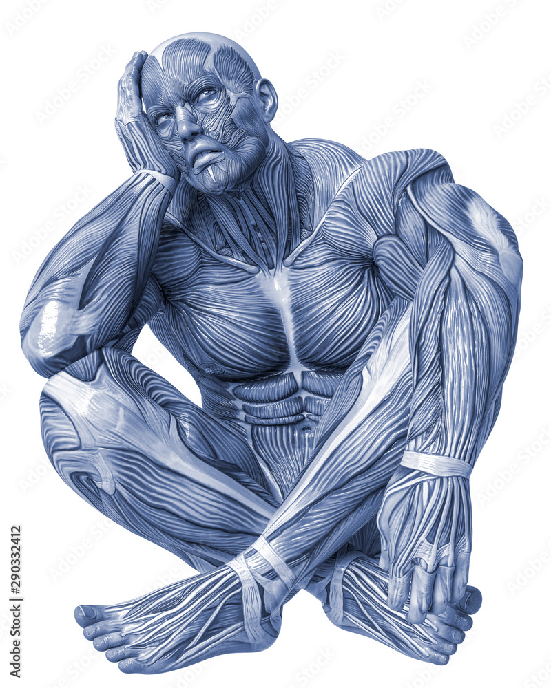 muscle man anatomy in an white background Stock Illustration | Adobe Stock