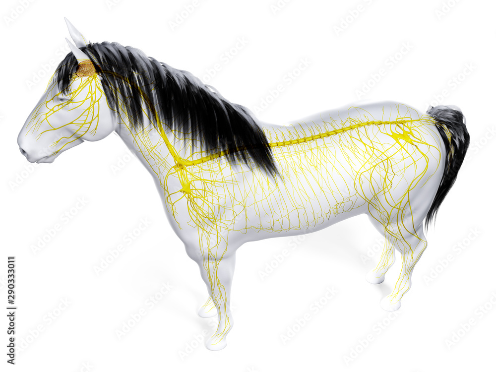 3d rendered anatomy of the equine anatomy - the nervous system Stock ...