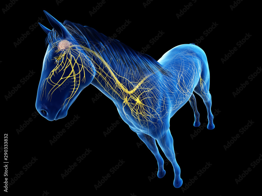 3d rendered anatomy of the equine anatomy - the nervous system Stock ...