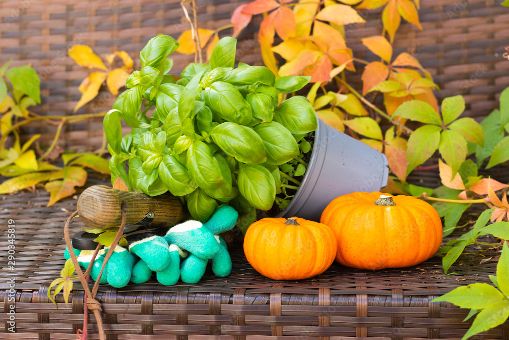 Autumn Harvest Still Life Gardening Composition. Fresh Green Basil ...