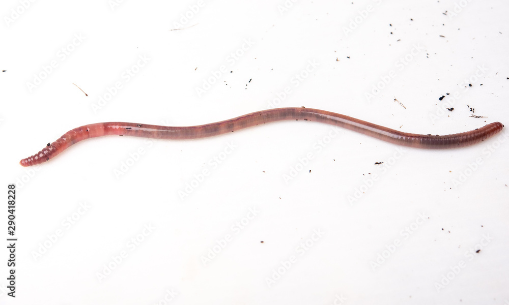 Earthworm, Lumbricus terrestris, in front nature of white background ...