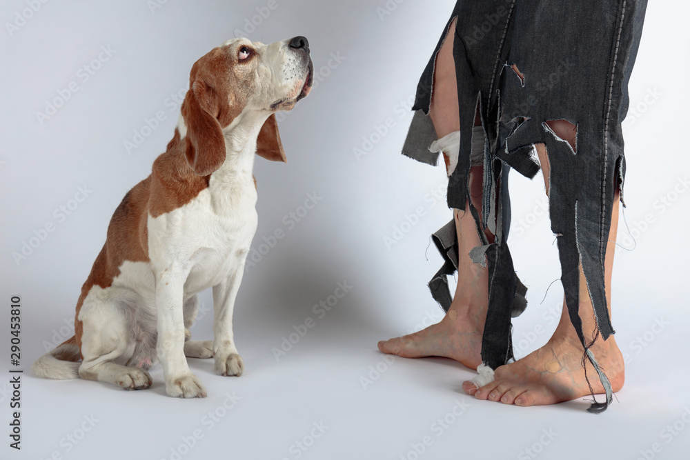 Beagle and his owner in torn pants and bitten feet. Stock Photo | Adobe ...