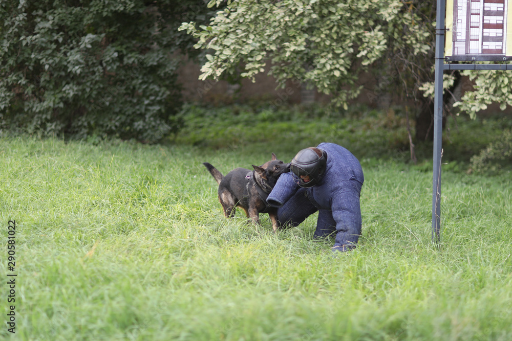 The moment of training of a service dog breed German shepherd on ...