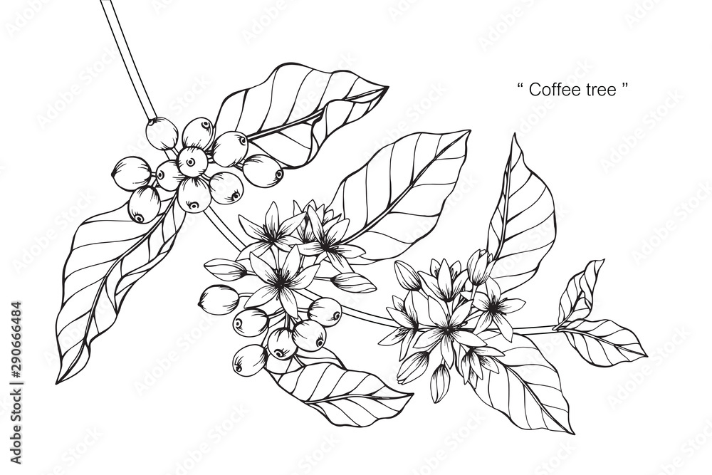 Coffee flower and leaf drawing illustration with line art on white ...