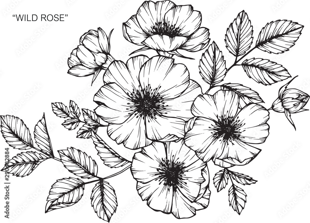 Wild rose flower drawing illustration with line art on white ...