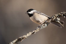 Carolina Chickadee In Spring Free Stock Photo - Public Domain Pictures