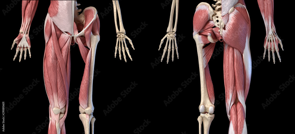 Human male anatomy, limbs and hip muscular and skeletal systems, front ...