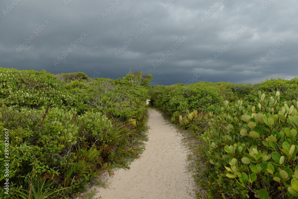 sand trail in the middle of coastal vegetation and rain clouds on the ...
