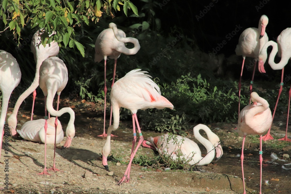 Flamants roses au zoo du Parc de la Tête d'Or à Lyon - France Stock ...