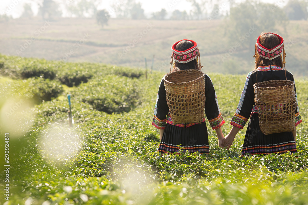 Hmong, Asian tribe woman working in green tea farmland, in traditional ...