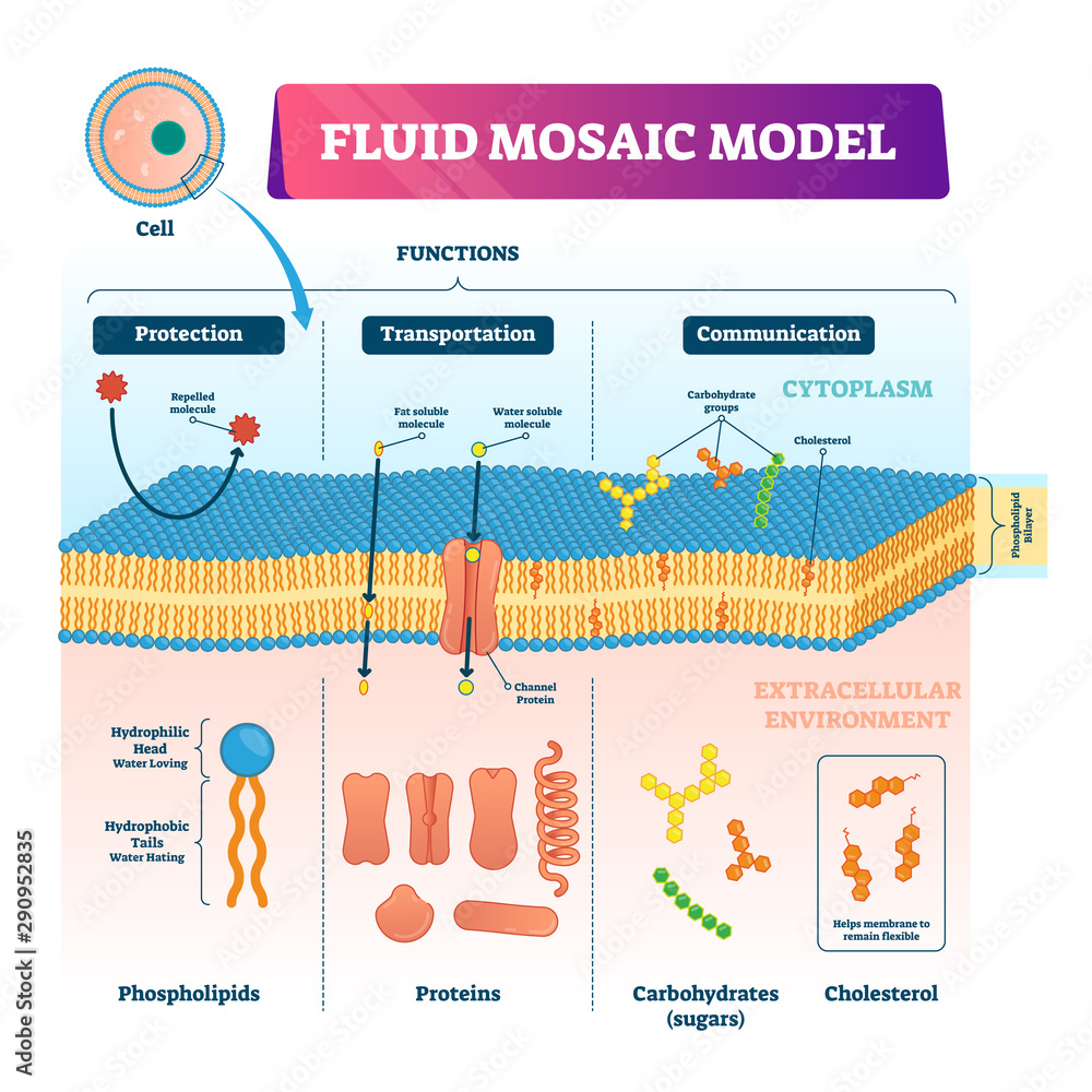 Fluid mosaic model vector illustration. Cell membrane structure ...
