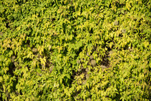 Light Green Hedge Free Stock Photo - Public Domain Pictures