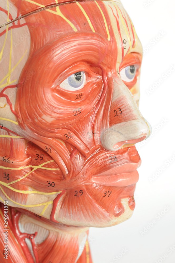 anatomy of human muscle model Stock Photo | Adobe Stock