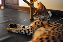 African Serval Cat Close-up Gratis Stock Bild - Public Domain Pictures