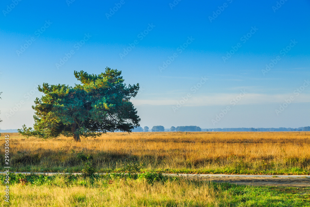 National Park Dwingelderveld in the Dutch province of Drenthe is a ...