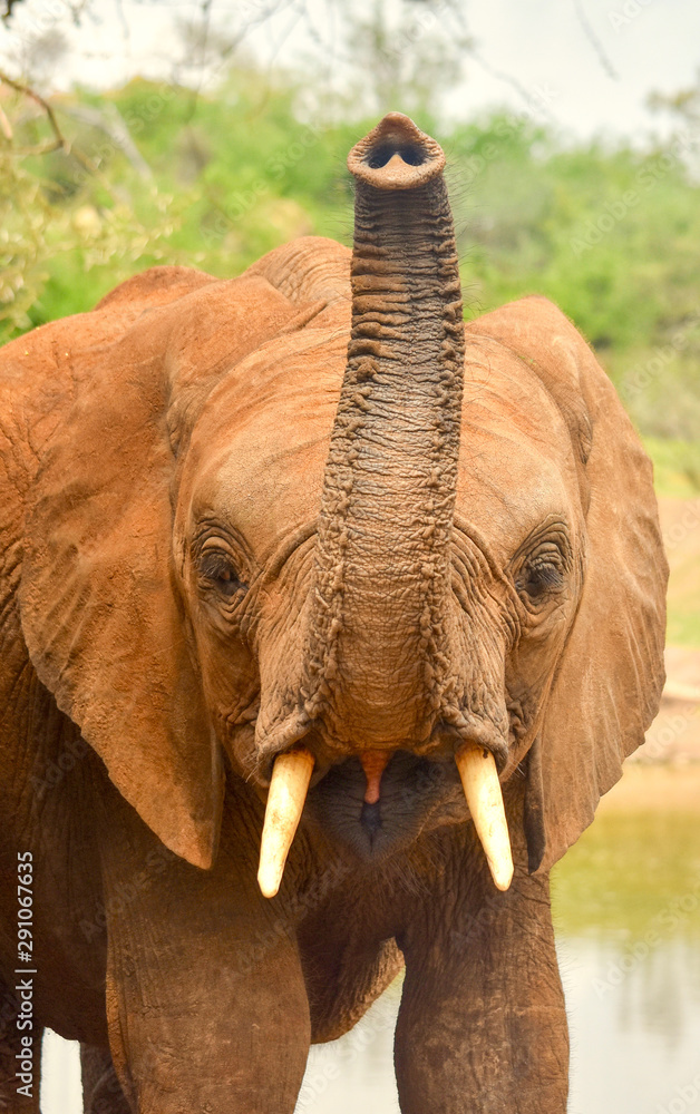 Baby elephant with small tusks raises his trunk Stock Photo | Adobe Stock