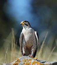 Lanner Falcon Bird Free Stock Photo - Public Domain Pictures