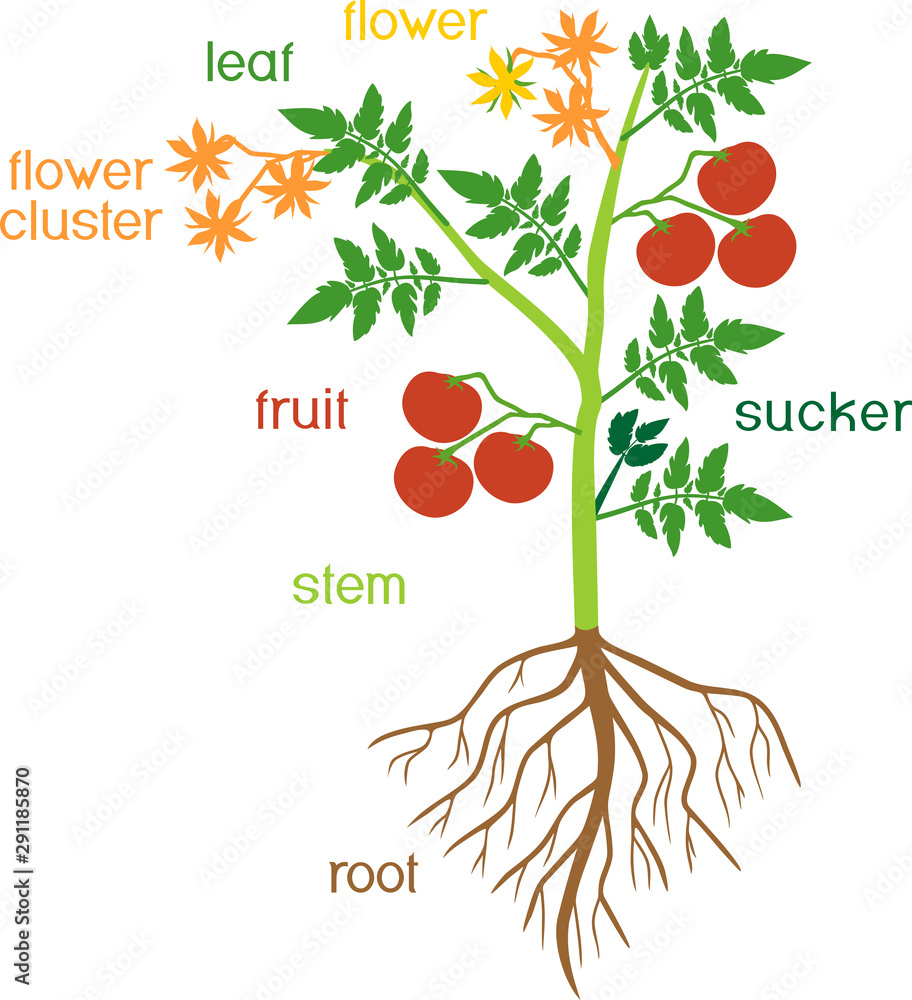 Parts of plant. Morphology of tomato plant with green leaves, red ...