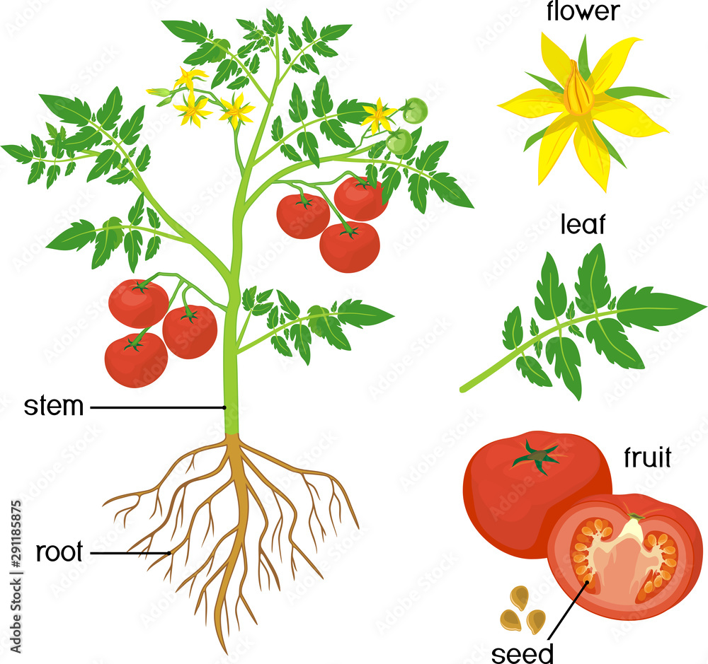 Parts of plant. Morphology of tomato plant with green leaves, red ...