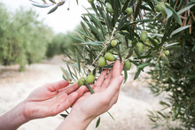 Wild Olive Tree Free Stock Photo - Public Domain Pictures