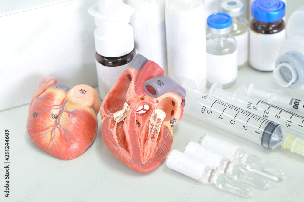 human heart anatomy model with EKG Stock Photo | Adobe Stock